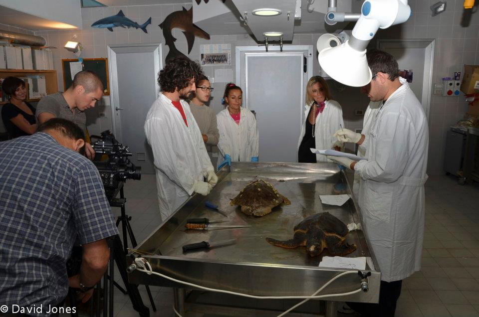 Filming turtle necropsy – Just One Ocean
