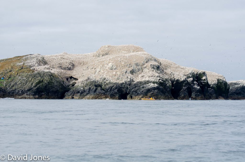Grassholm island – Just One Ocean