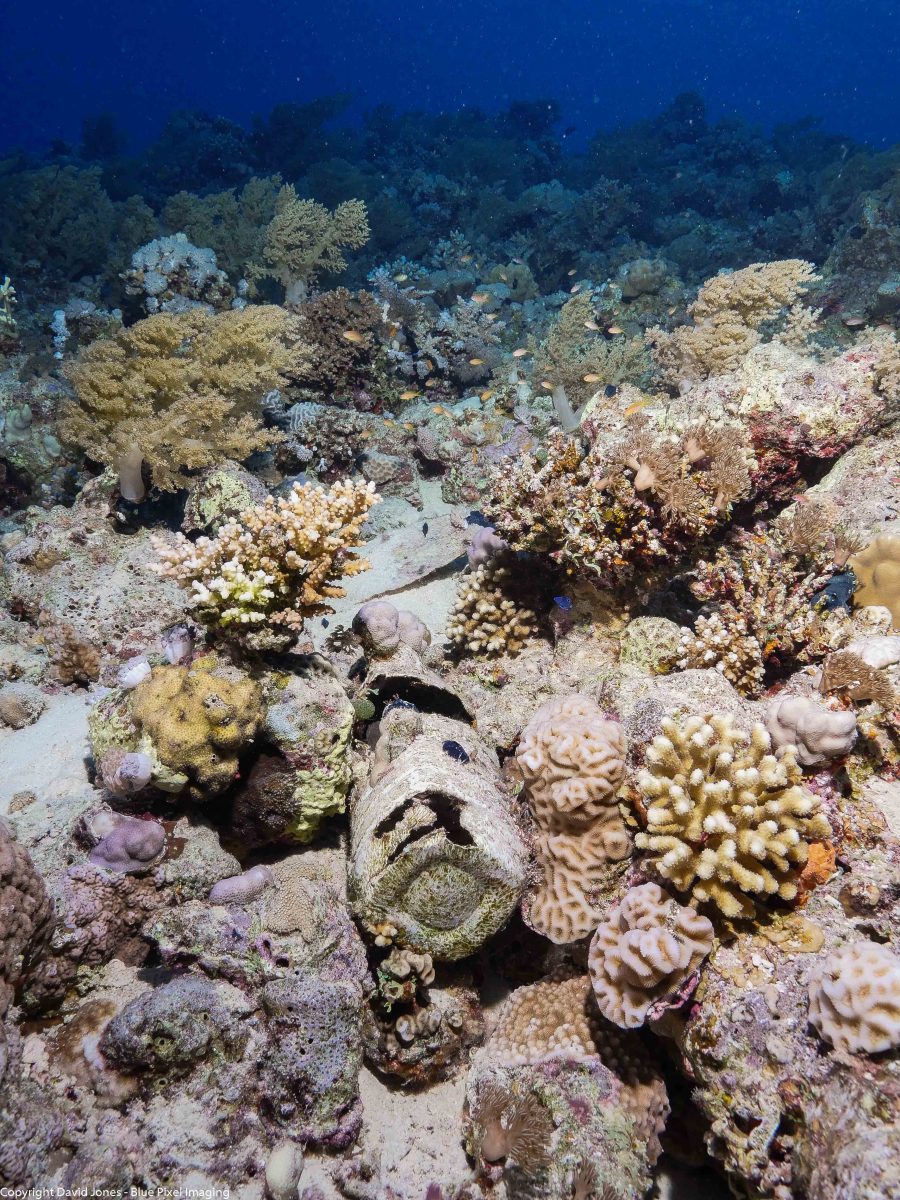Impact of Plastic Pollution on Coral Reefs – Just One Ocean