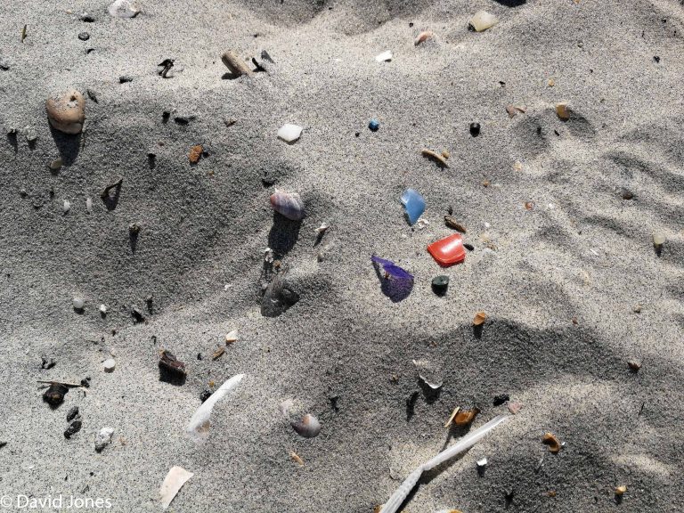 Microplastics and Coastal Sediments – Final Report – Just One Ocean