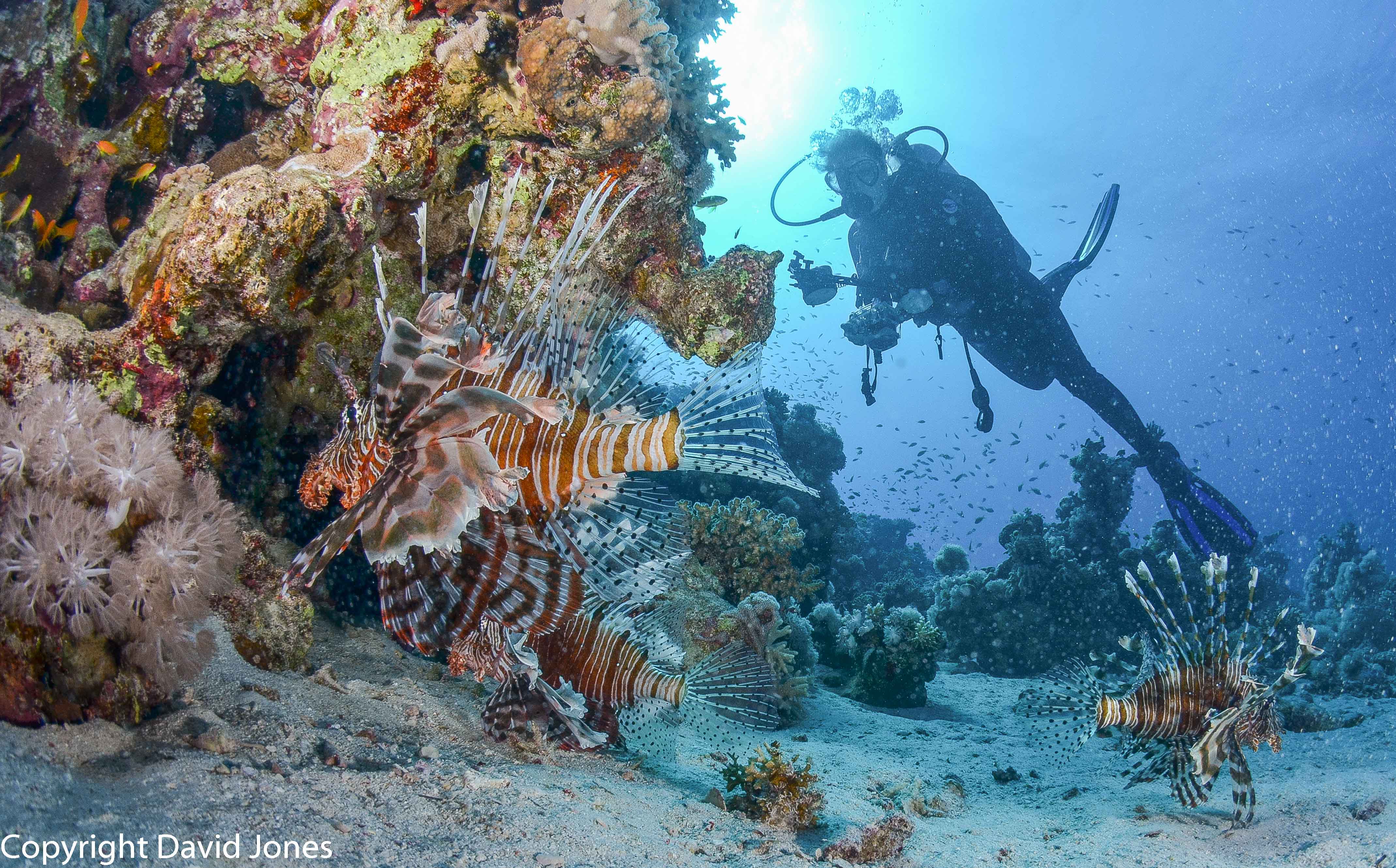 Lionfish in the Western Atlantic - Just One Ocean