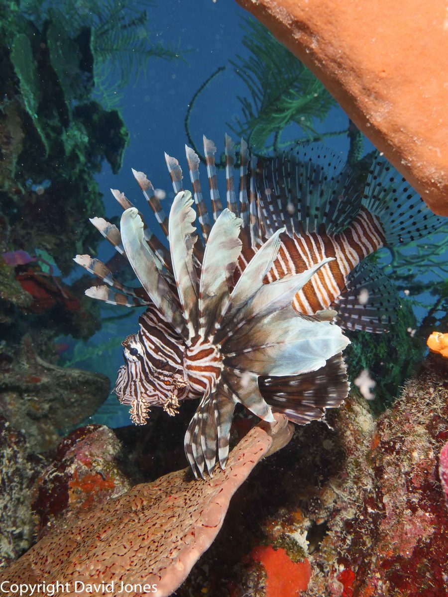 Lionfish in the Western Atlantic – Just One Ocean