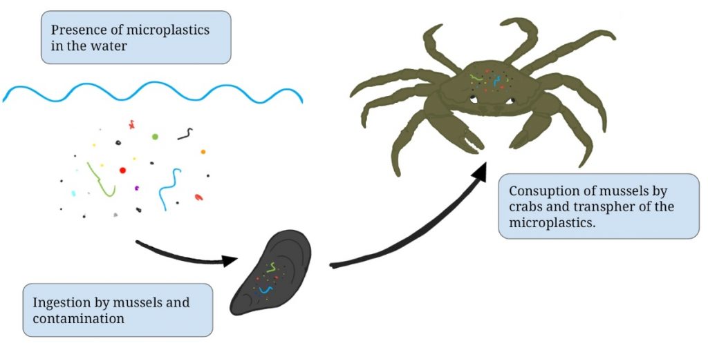 Solent Mussel Research Project – Final Summary – Just One Ocean