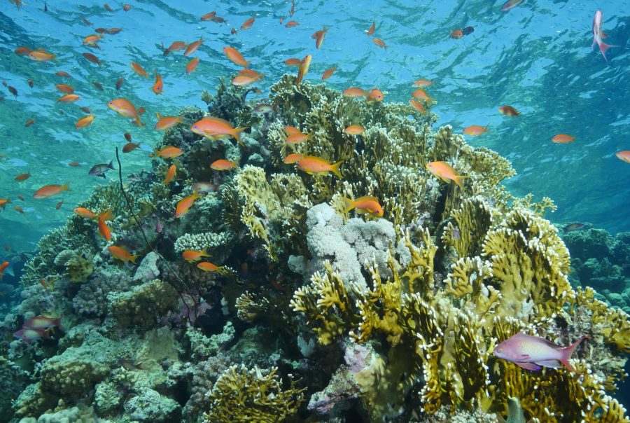 Just One Ocean – Committed to saving the ocean for future generations